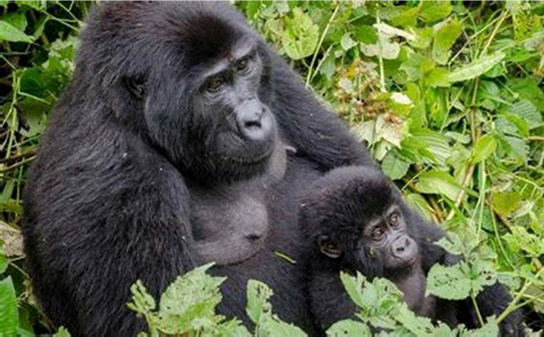 Sky Queen Safaris - Gorilla Trekking Adventure