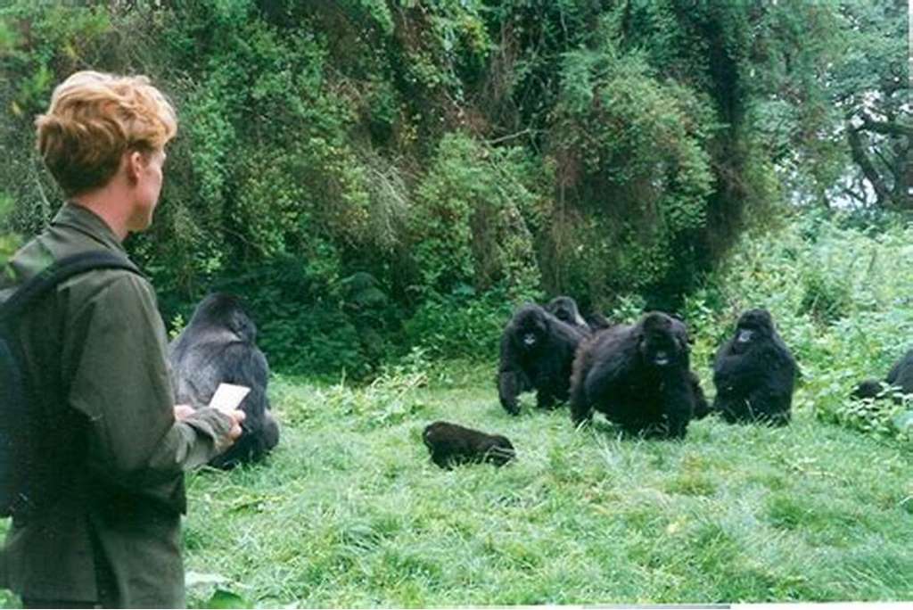 Sky Queen Safaris - Gorilla Trekking Adventure